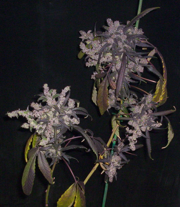 smokefrogg's grow journal: extreme foxtailing business, weird sativa ...